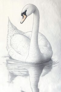 40 Swan Drawing Ideas to Capture Grace and Elegance - The Sketch ...