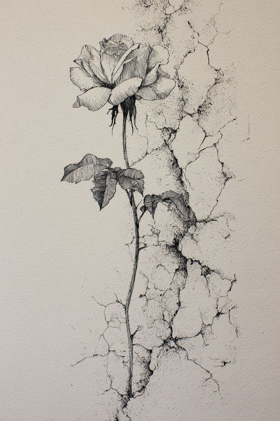 65 Rose Drawings to Celebrate the Timeless Beauty of Nature - The ...
